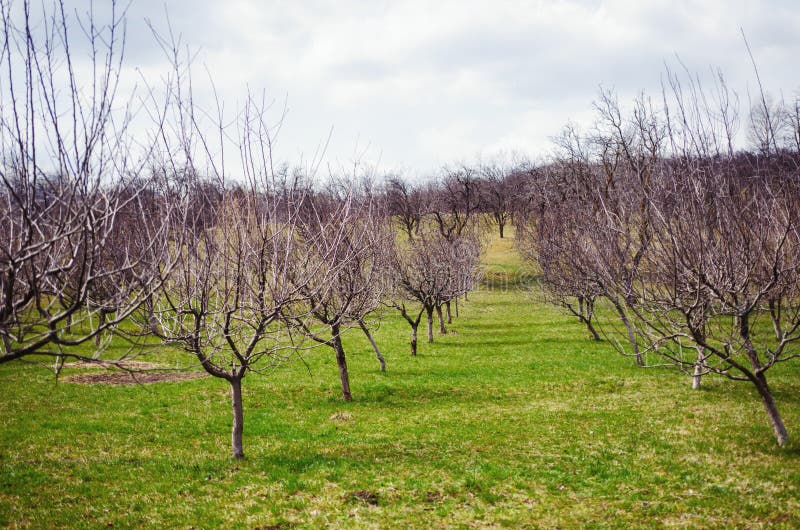 Orchard in the spring stock photo. Image of grass, perennial - 52449834