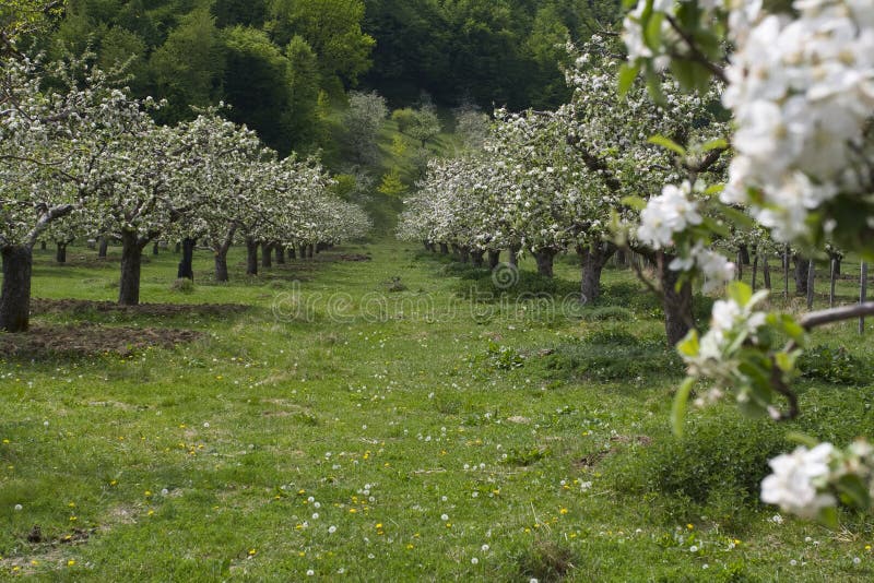 Orchard in spring time stock photo. Image of landscape - 4201528