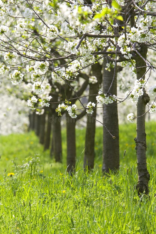 Orchard - spring trees stock photo. Image of plant, landscape - 4994108