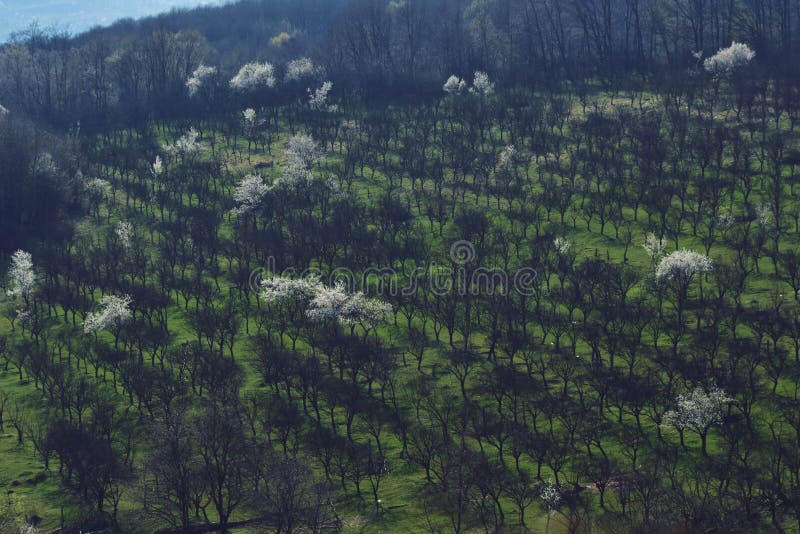 Orchard in a Story Sequence during the Spring Stock Photo - Image of ...