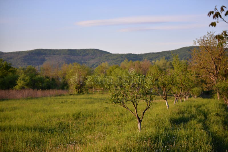 Orchard in a Story Sequence during the Spring Stock Photo - Image of ...