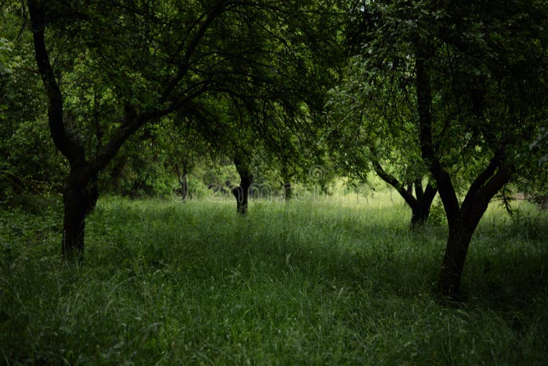 Orchard in a Story Sequence during the Spring Stock Photo - Image of ...