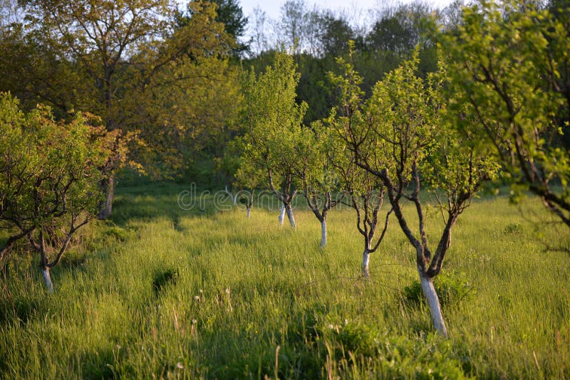 Orchard in a Story Sequence during the Spring Stock Image - Image of ...