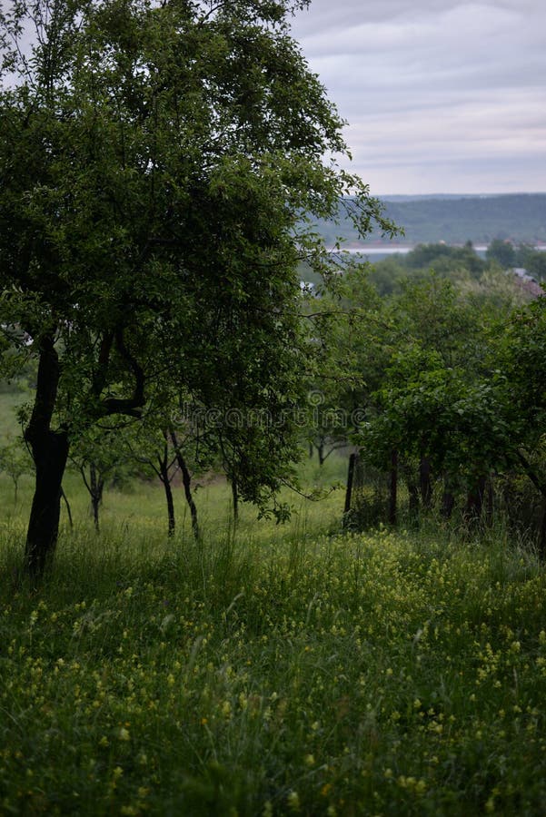 Orchard in a Story Sequence during the Spring Stock Photo - Image of ...