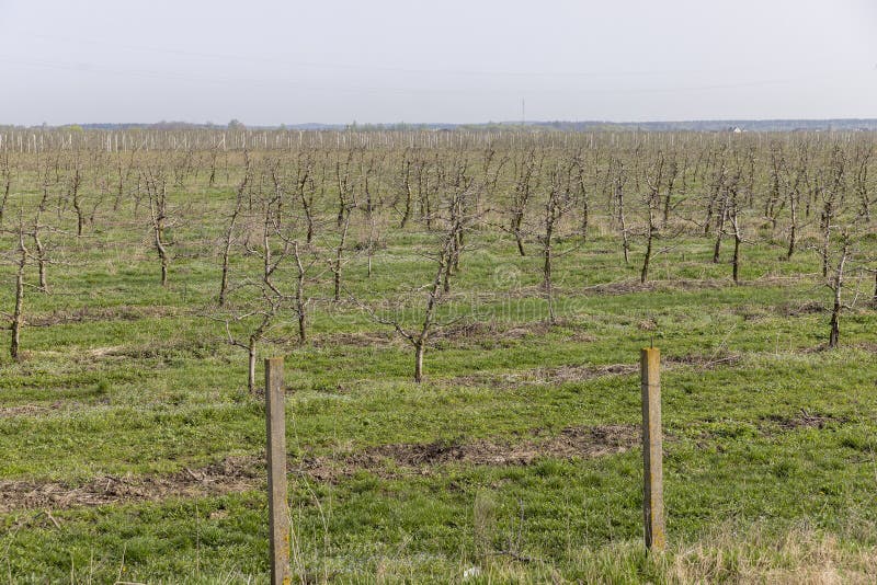 Orchard with Stunted Apple Trees in Early Spring Stock Image - Image of ...