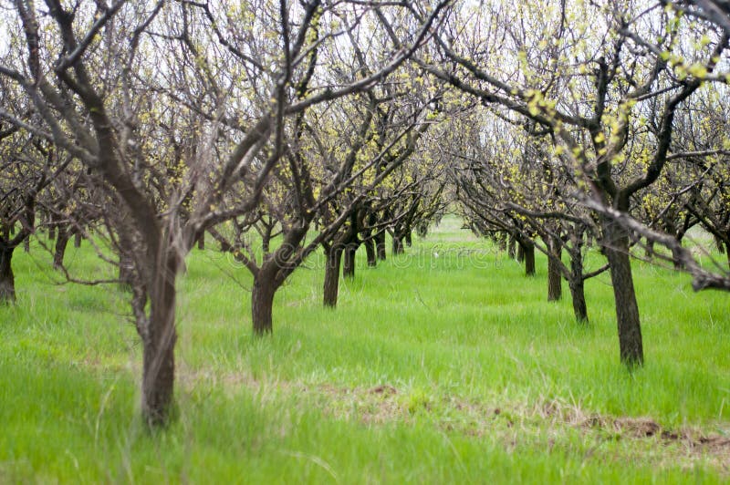 Orchard stock image. Image of phase, breathe, branches - 53025139
