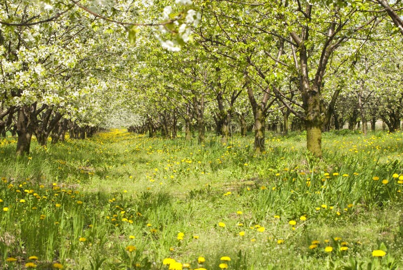 Walnut Orchard in Early Spring Stock Image - Image of yellow, white: 261103