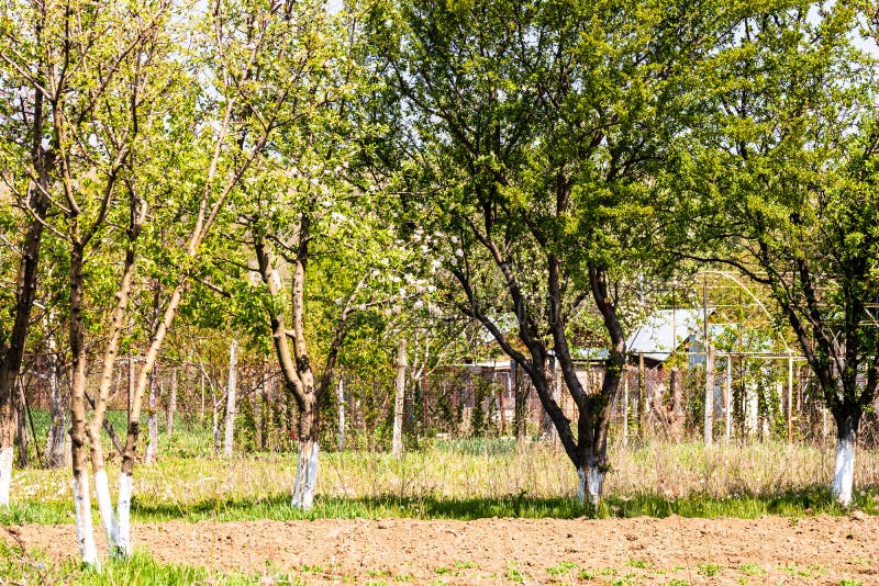 Orchard of Trees with Painted Trunks in White Stock Photo - Image of ...