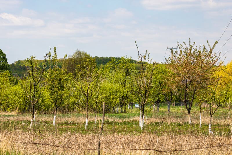 Orchard of Trees with Painted Trunks in White Stock Image - Image of ...