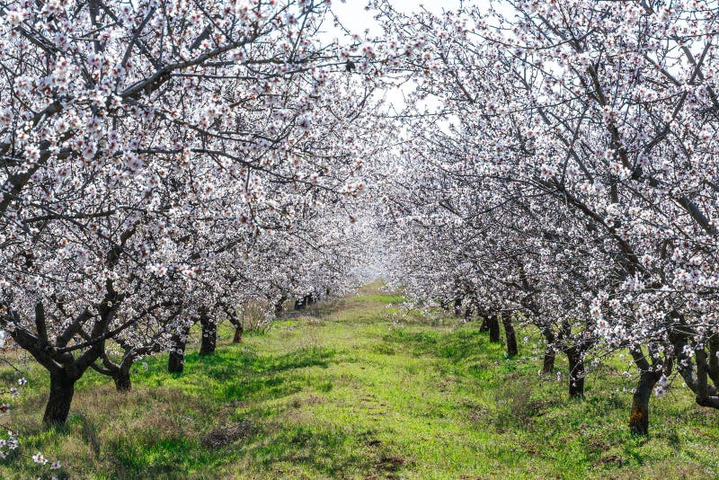 Orchard of White Almond Blossoms Against Blue Spring Sky Stock Image ...