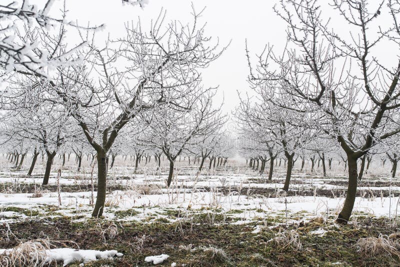 Orchard in winter stock photo. Image of calm, scenic - 28563154