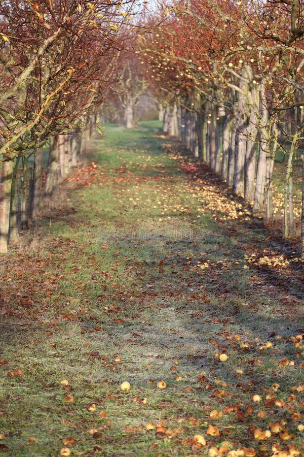 Orchard in Winter stock photo. Image of food, alternative - 300942440