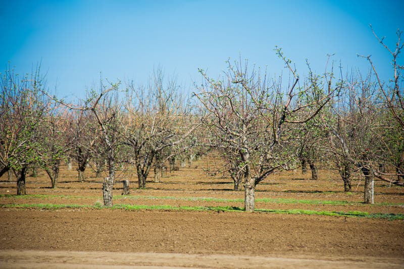 Orchard of Young Apple Trees in Early Spring Stock Image - Image of ...