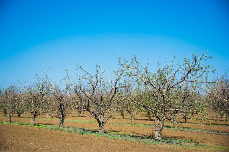Orchard of Young Apple Trees in Early Spring Stock Image - Image of ...