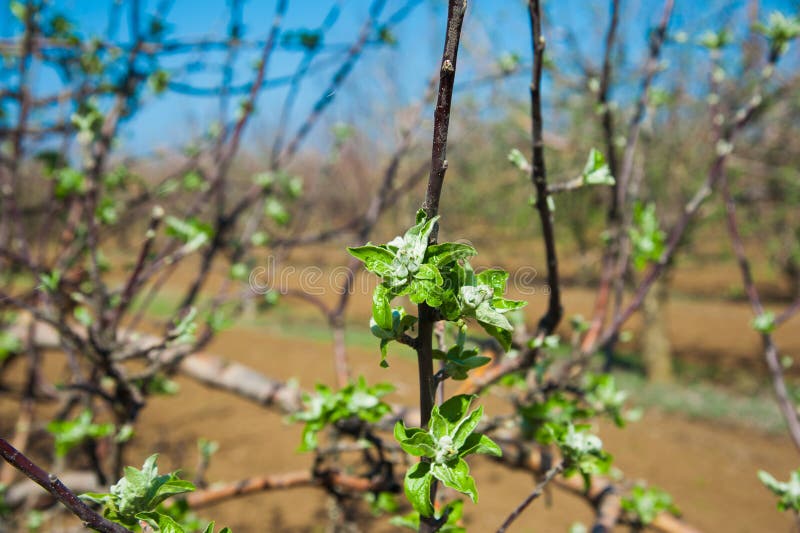 Orchard of Young Apple Trees in Early Spring Stock Photo - Image of ...