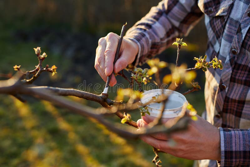 Orchardist Treating a Fruit Tree with Balsam Stock Photo - Image of ...