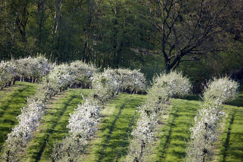 Orchards stock photo. Image of bloom, flowers, grass, pear - 6394152