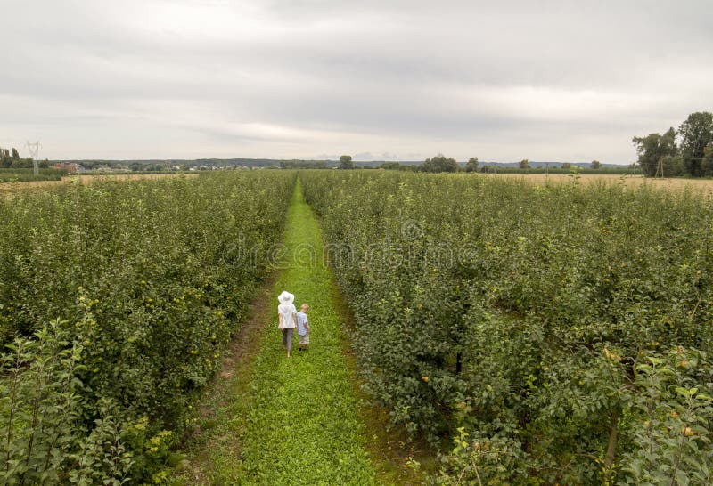 Orchards in the Spring, Fruit Trees Stock Image - Image of field ...