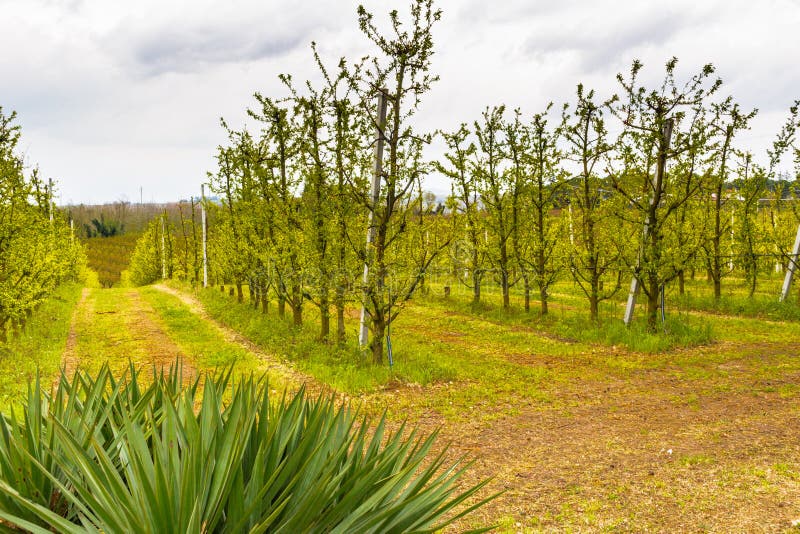 Orchards Organized into Rows on Rolling Hills Stock Image - Image of ...
