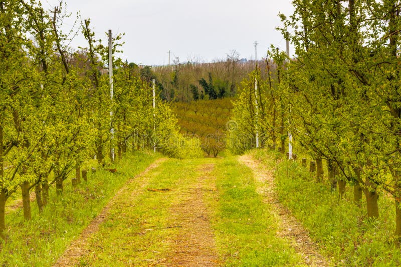Orchards Organized into Rows on Rolling Hills Stock Photo - Image of ...