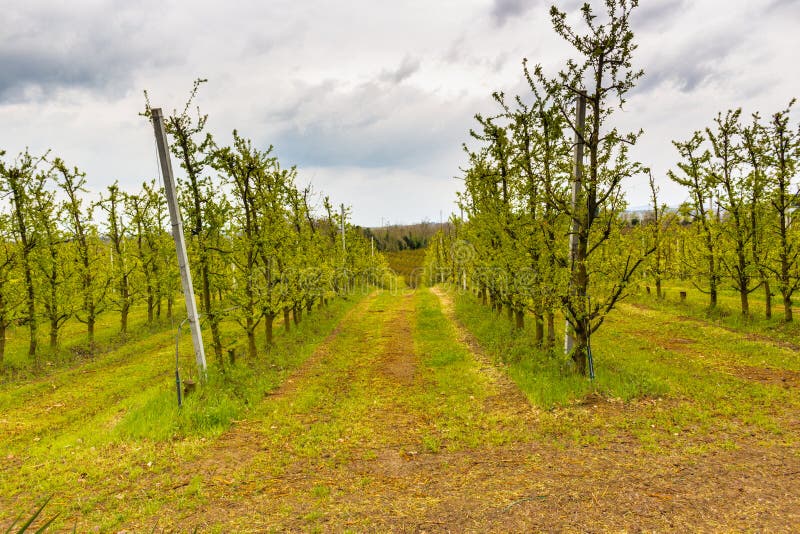 Orchards Organized into Rows on Rolling Hills Stock Image - Image of ...