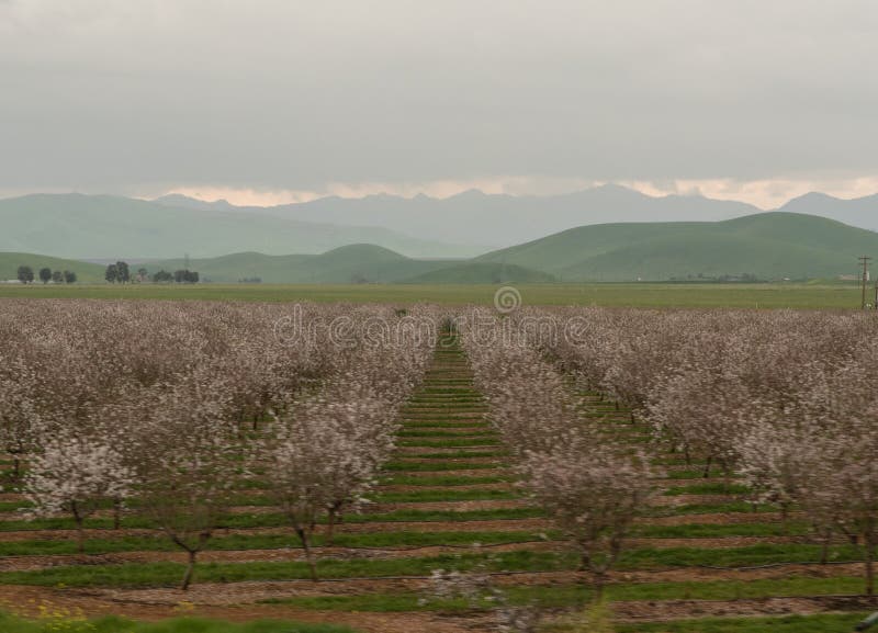 San Joaquin Valley in Springtime Stock Photo - Image of central ...