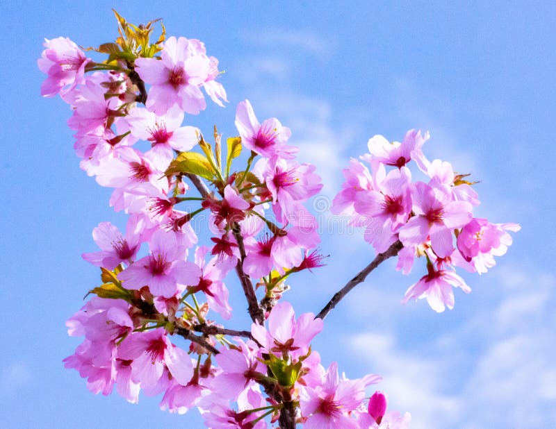 Pink Orchard Blooms in Springtime Stock Photo - Image of orchard ...