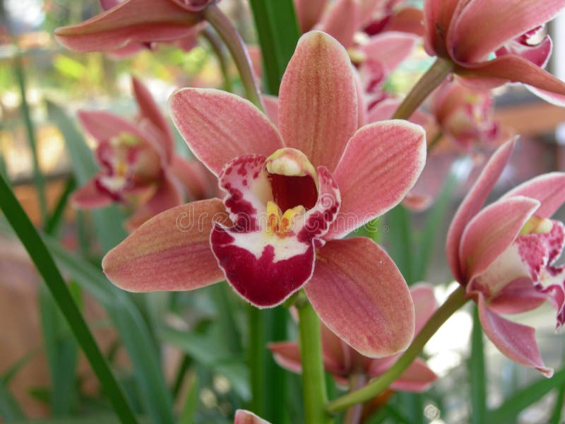 Fleurs rouges de Bauhinia image stock. Image of orchidée - 6246289