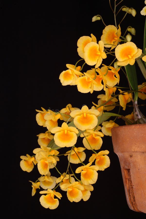 Orchidée : Dendrobium Jaune Photo stock - Image of détail, couples: 4642590