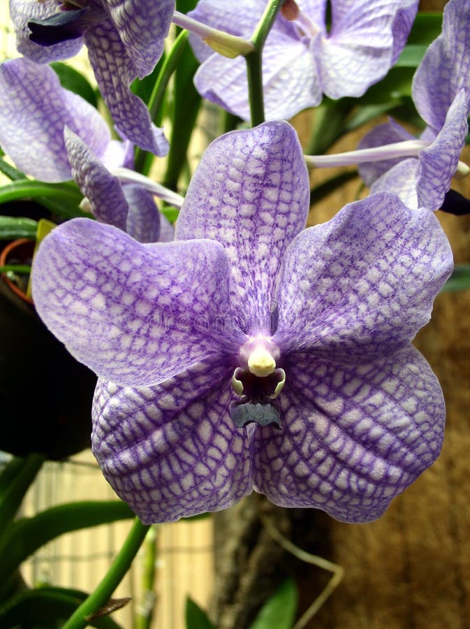 Orchidée Vanda photo stock. Image du orchidée, horticulture - 17139166