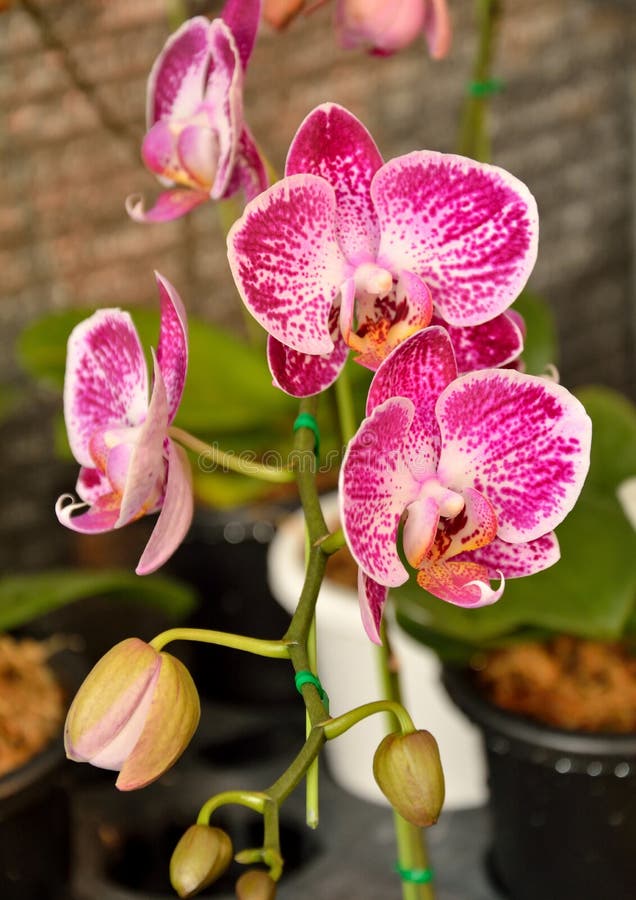 Orchidée Vanda rose photo stock. Image du sauvage, illustrations - 38665422