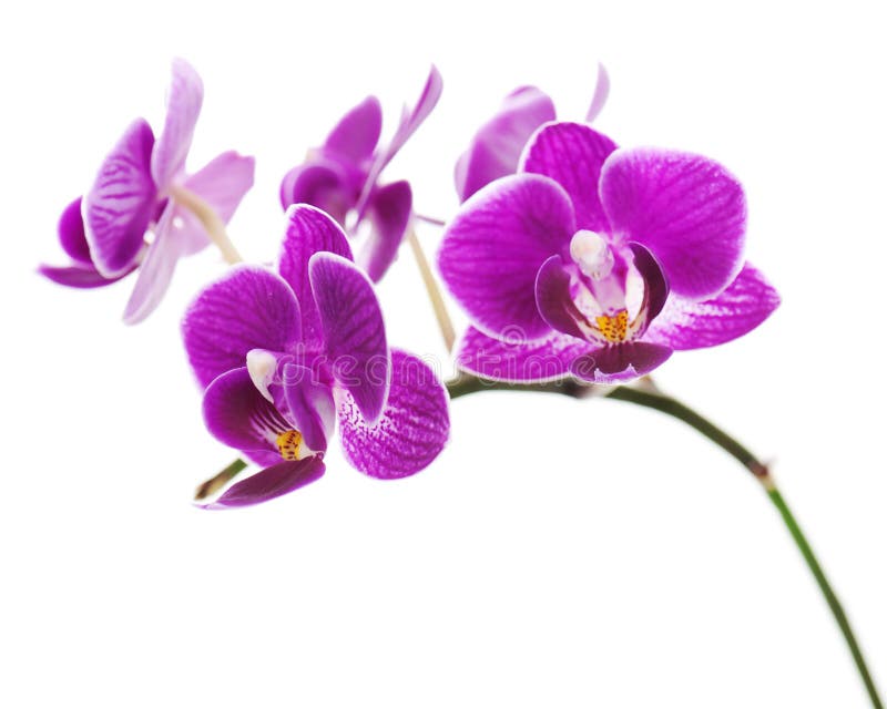 Orchidée Violette D'isolement Sur Le Fond Blanc Image stock - Image ...