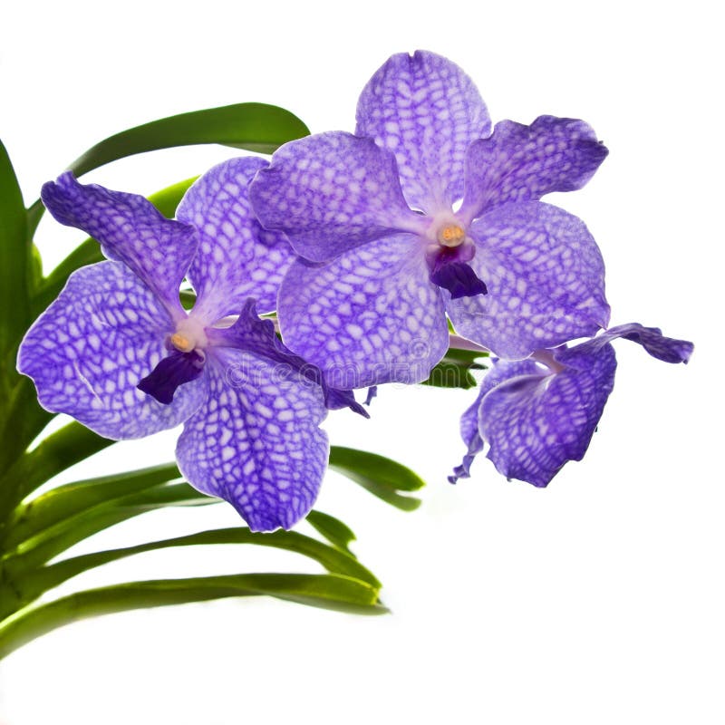 Orchidée Violette Vanda D'isolement Sur Le Blanc Image stock - Image du ...
