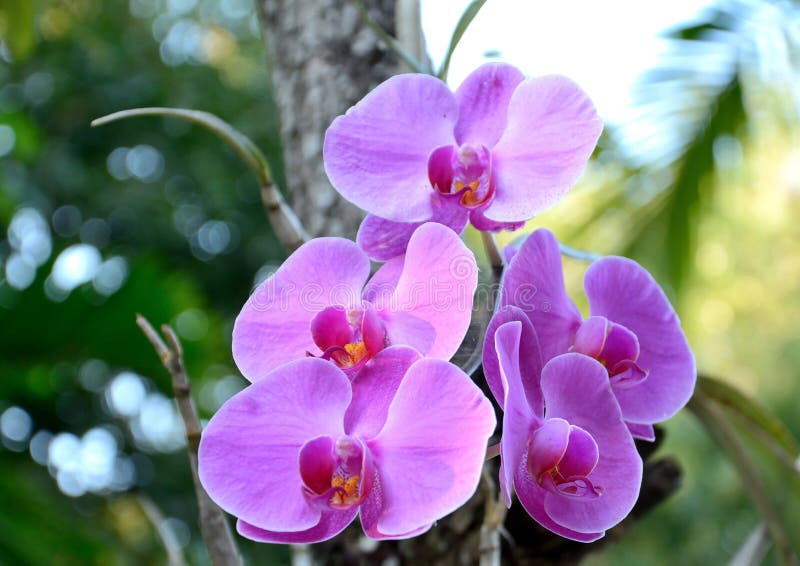 Orchidée Vanda rose photo stock. Image du sauvage, illustrations - 38665422