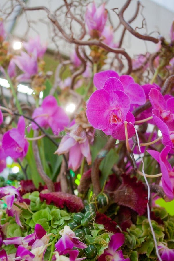 Orchid stock image. Image of moscow, orchid, tropics - 11068287