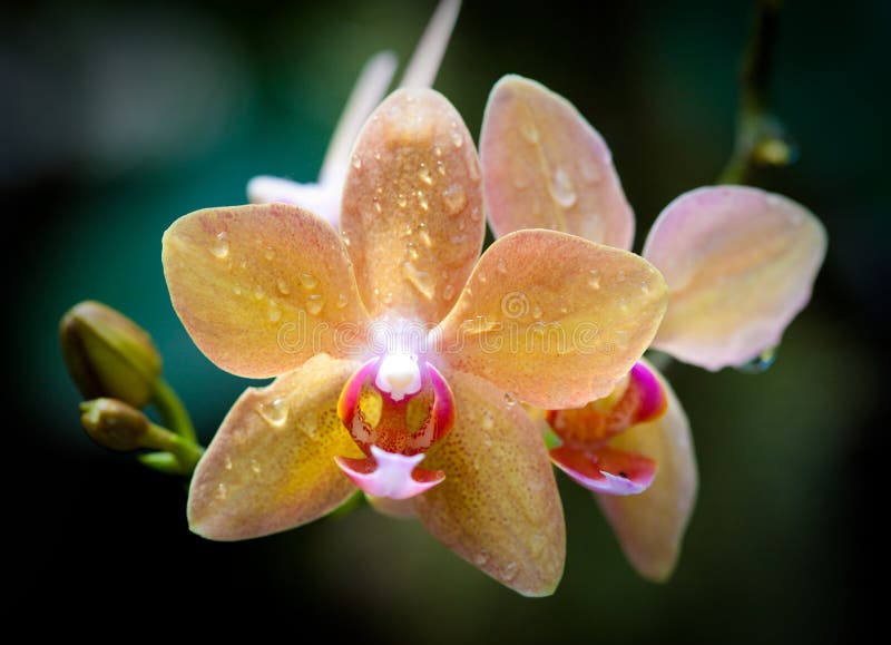 Golden Orchids stock image. Image of plant, botanical - 8354119