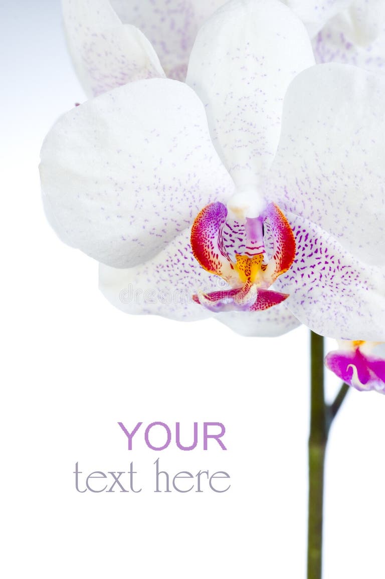 1,067 Blue Orchid Border Stock Photos - Free & Royalty-Free Stock ...