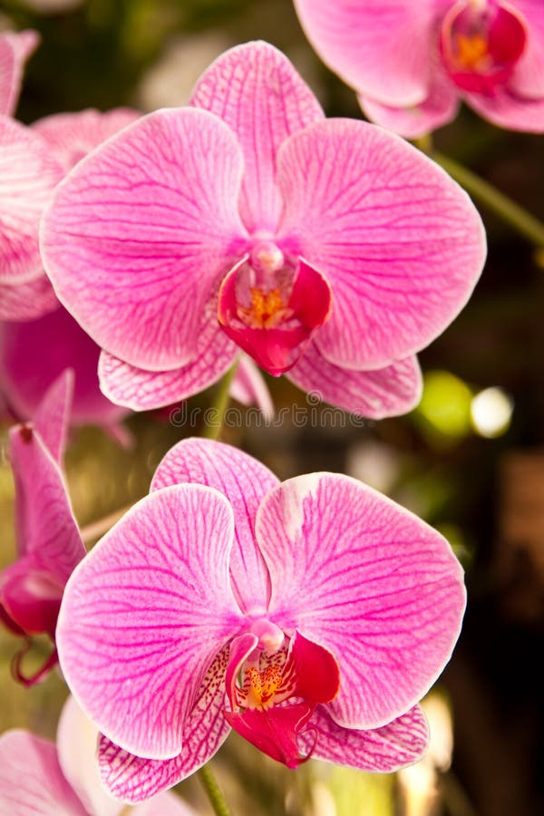 Orchid stock image. Image of decorative, bright, orchid - 12270371