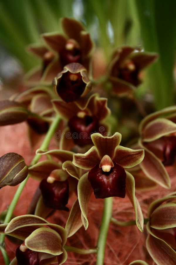 Octopus Orchid stock image. Image of extraordinary, backyard - 2164317