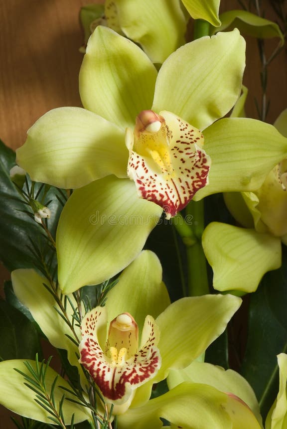 Orchid stock photo. Image of orchids, orchidaceae, petal - 13341622