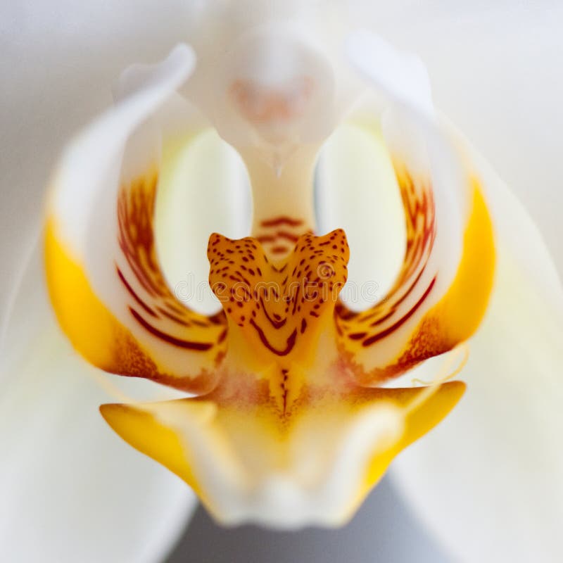 Orchid stock photo. Image of white, stamen, stigma, flower - 13377074