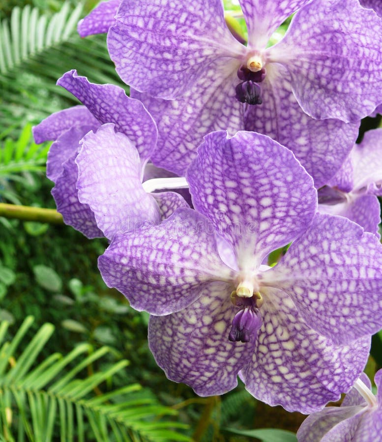 Orchid stock image. Image of tree, leavs, blue, orchis - 13738501