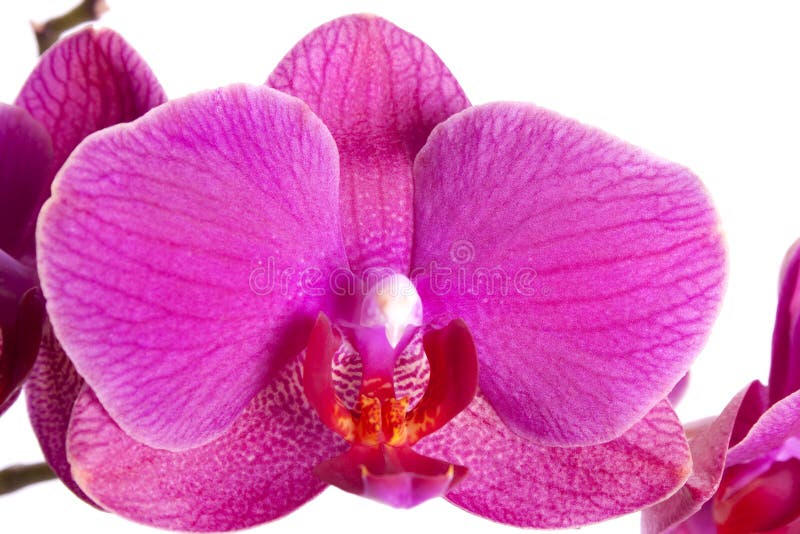 Pink orchid stock image. Image of plant, floral, greeting - 41349125