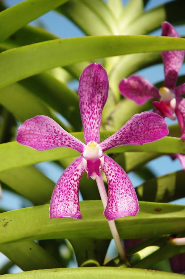 Oncidium Orchid stock image. Image of spots, dark, pink - 4670045