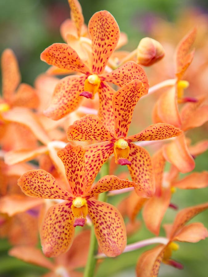 Fresh Crisp Orange Orchids Blooms Stock Image - Image of pattern ...