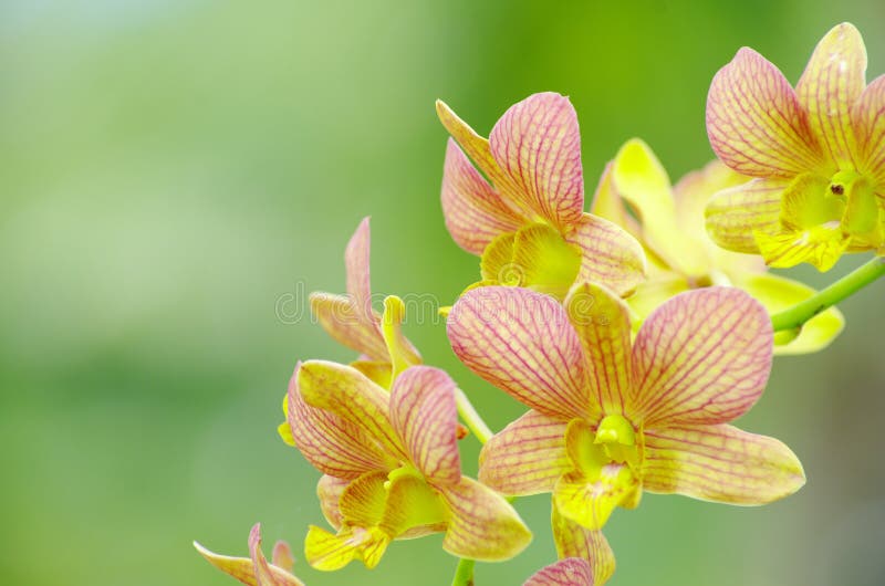 Dancing-Doll Orchid Flowers Stock Image - Image of dance, pure: 4542747