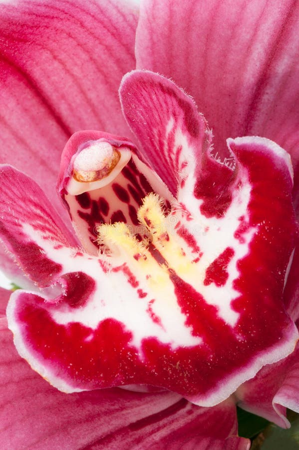 Geranium leaves closeup stock photo. Image of decoration - 24843856