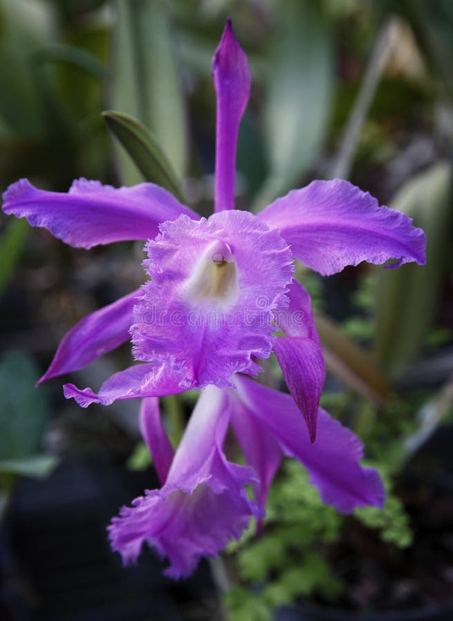 White Iris stock image. Image of raindrops, blooming, nature - 793733