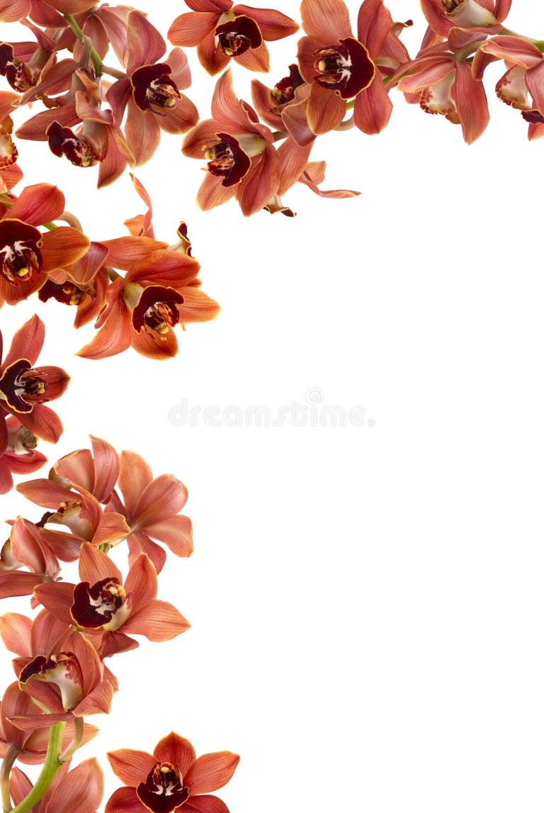 7,037 Orchid Border Stock Photos - Free & Royalty-Free Stock Photos ...