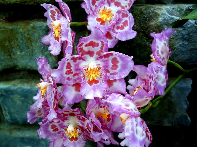 Orchid 5 stock photo. Image of pattern, wall, garden, purple - 654458